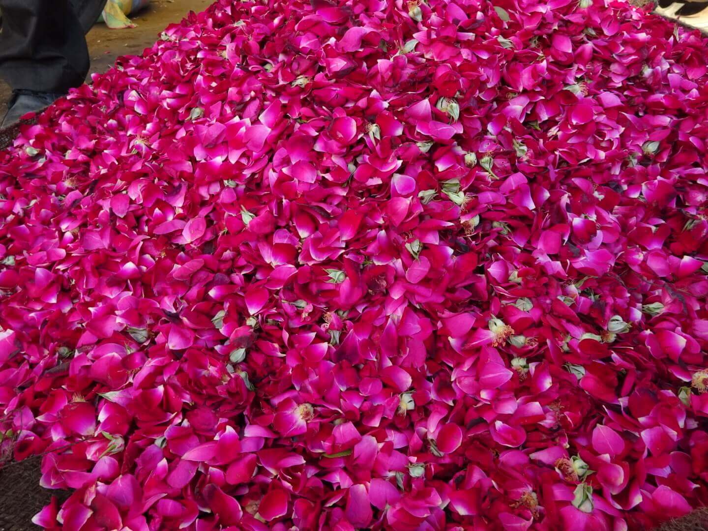 An In-Depth 2-day Guide to Jaipur, India | The Trav Nav