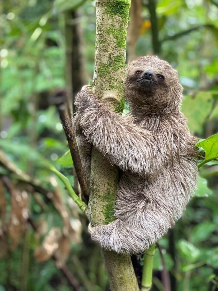The Best Nosara, Costa Rica Guide (17+ Top Things to Do!)